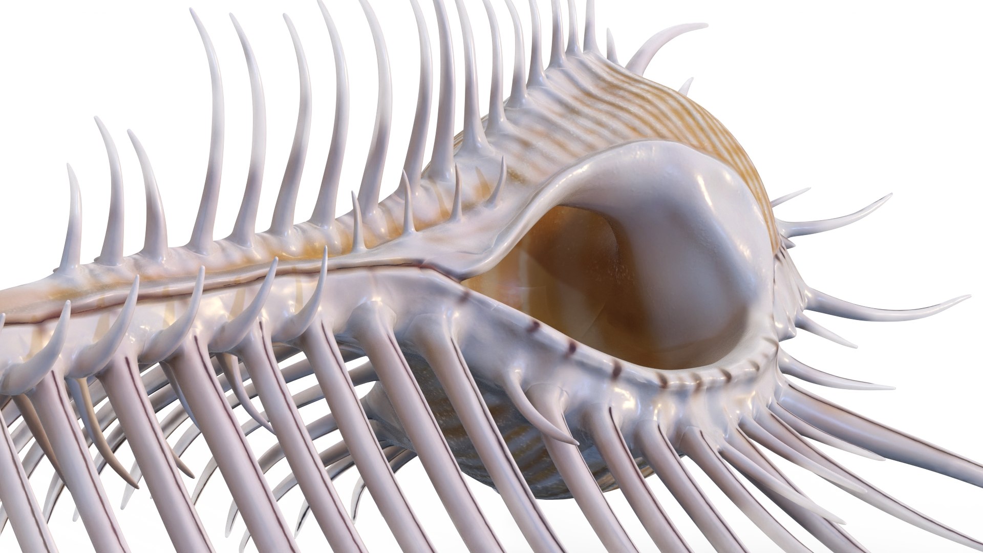 3D Model Murex Venus Comb Seashell Beige - TurboSquid 2232402