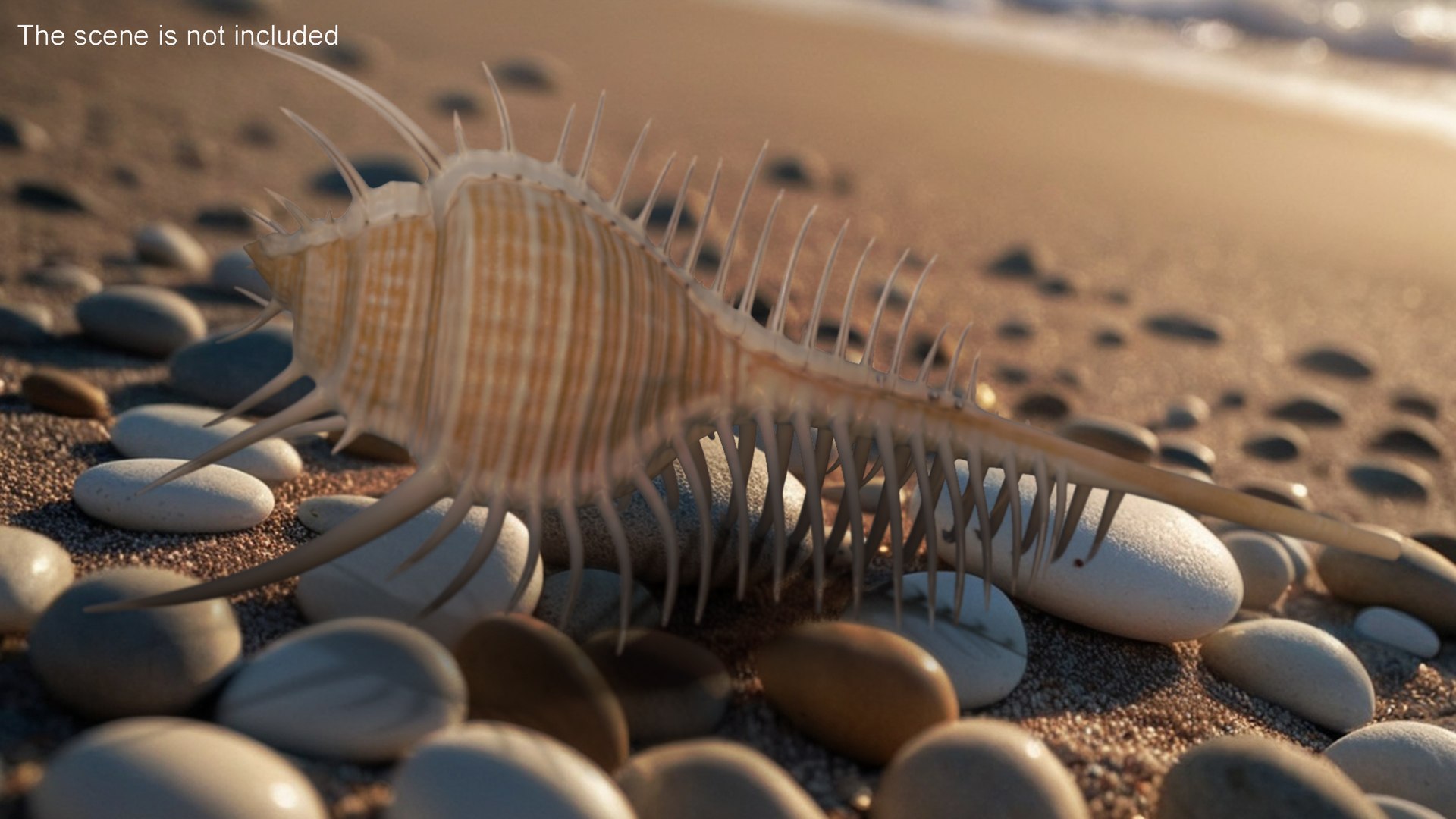 3D Model Murex Venus Comb Seashell Beige - TurboSquid 2232402