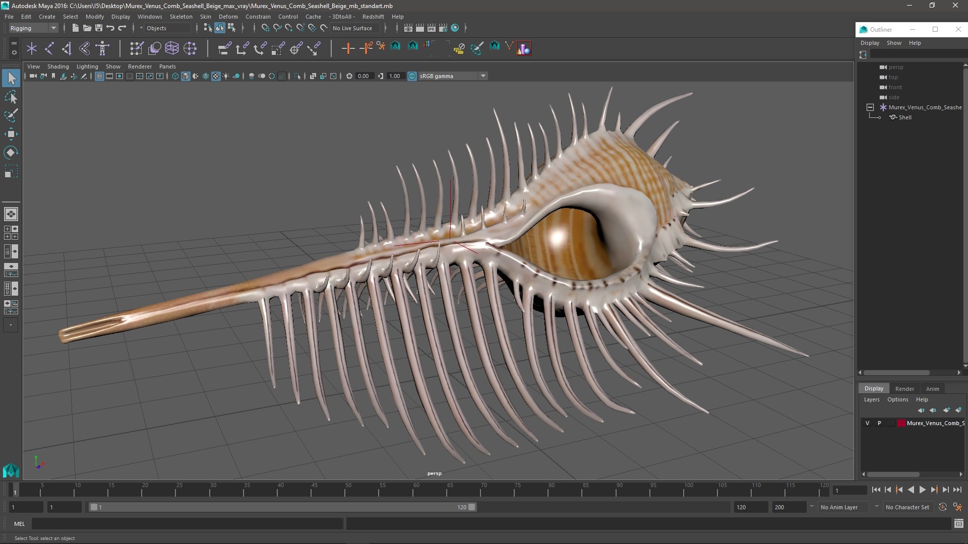 3D Model Murex Venus Comb Seashell Beige - TurboSquid 2232402