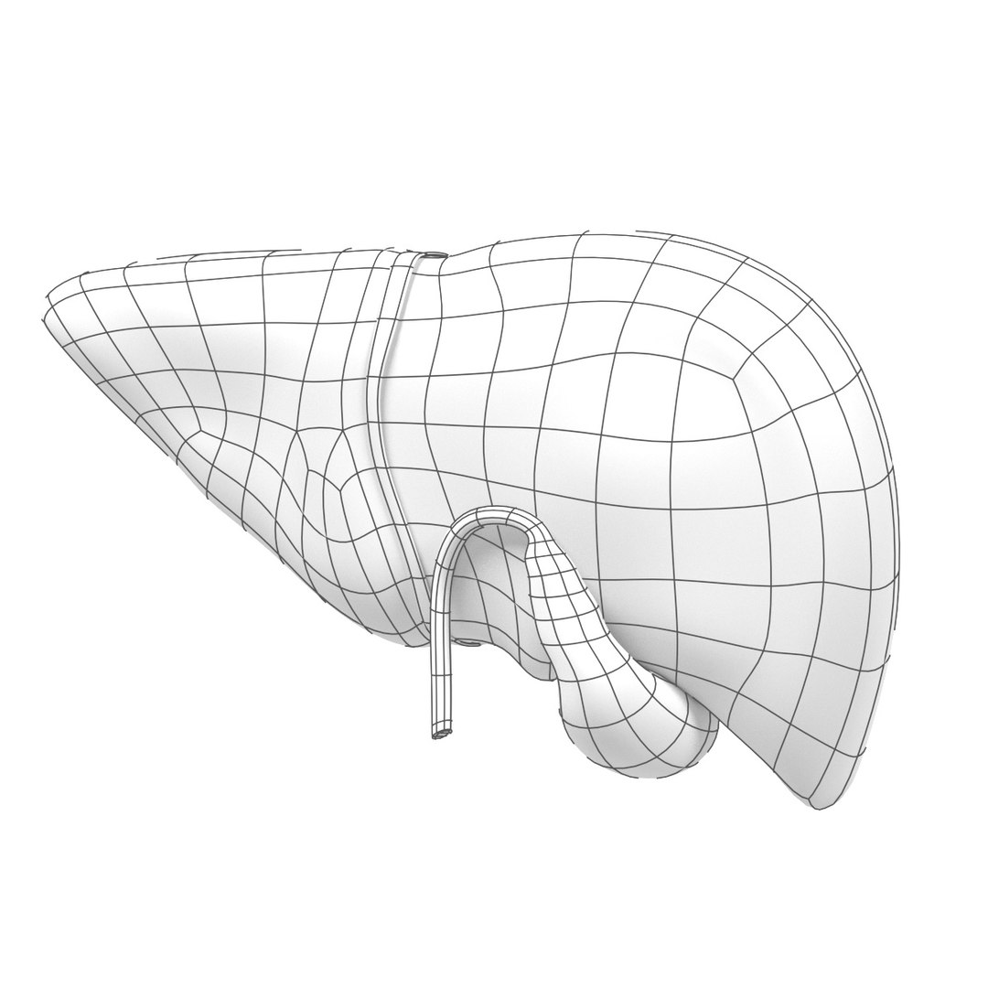 3d Liver
