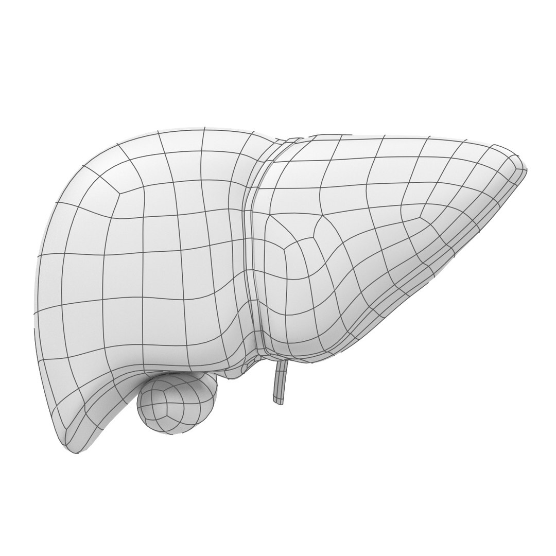 3d Liver