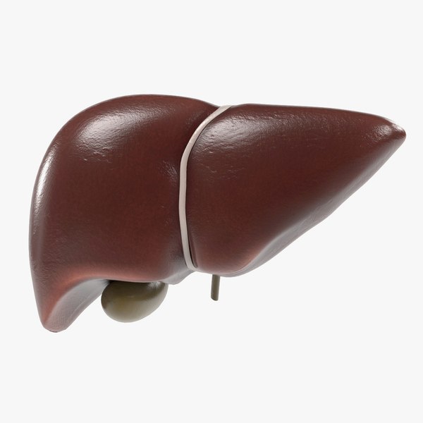 3D realistic liver lobule anatomy model - TurboSquid 1191337