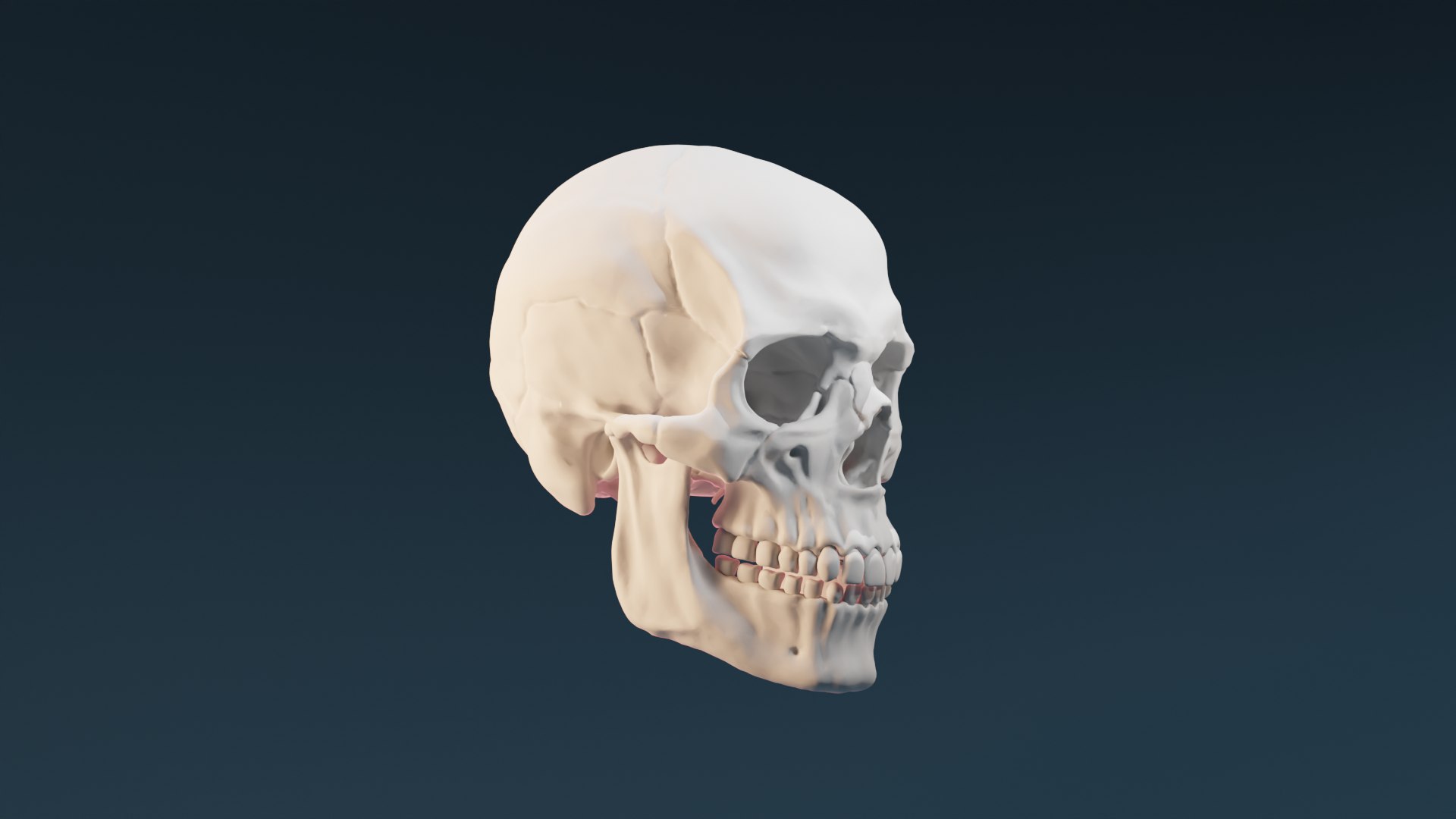 3D Human Skull Lighting Scene - TurboSquid 2123176