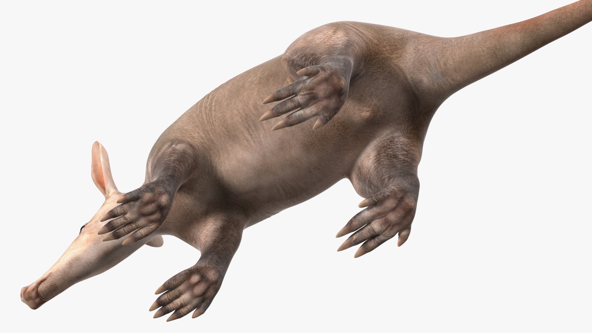 3D Aardvark Basic Pose - TurboSquid 2178362