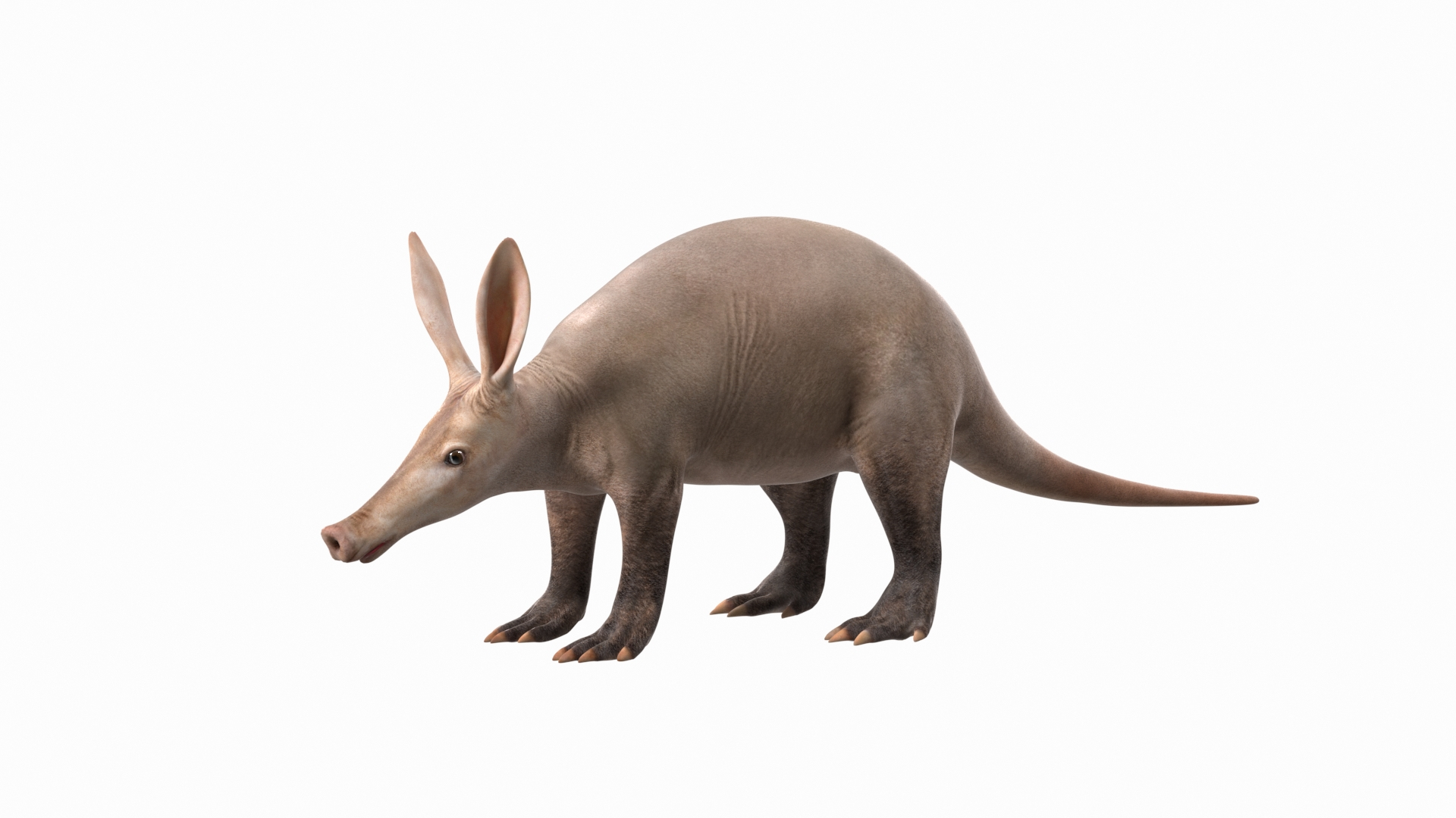3D Aardvark Basic Pose - TurboSquid 2178362