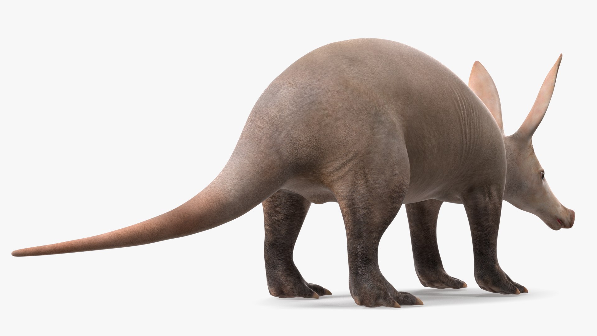 3D Aardvark Basic Pose - TurboSquid 2178362