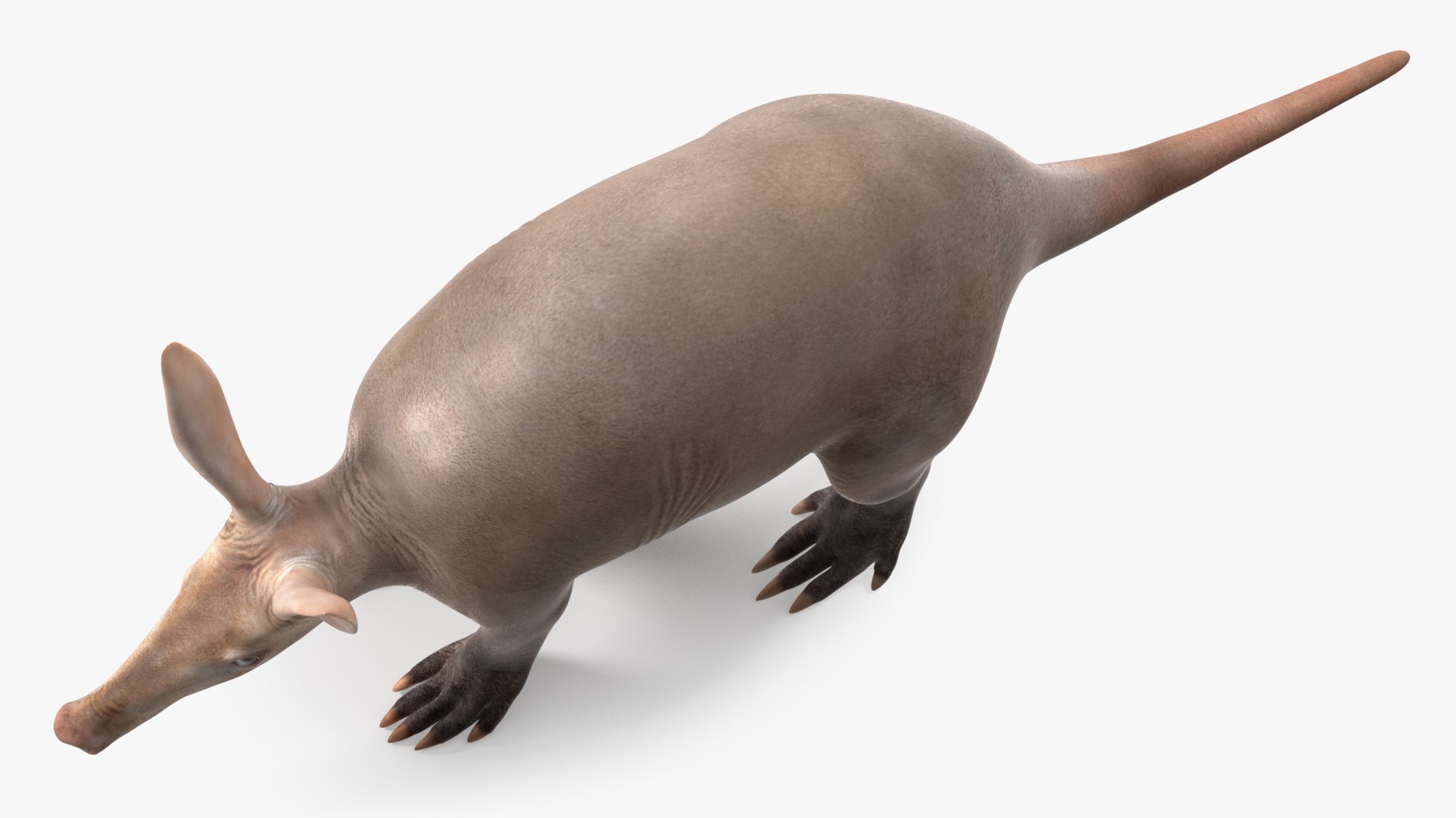 3D Aardvark Basic Pose - TurboSquid 2178362
