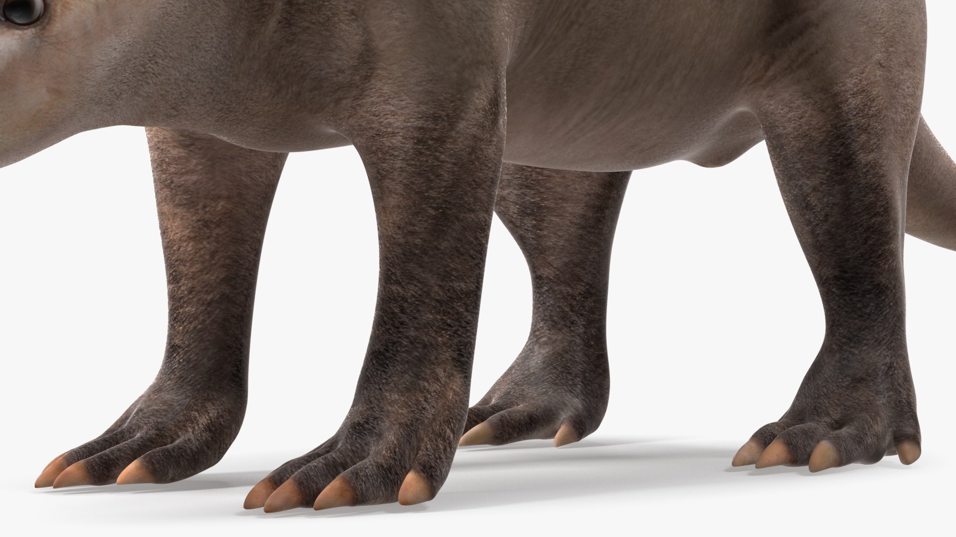 3D Aardvark Basic Pose - TurboSquid 2178362