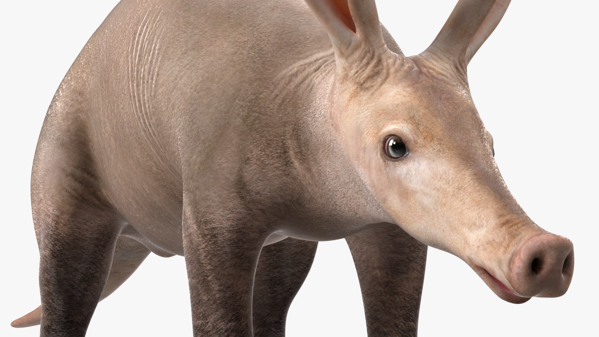3D Aardvark Basic Pose - TurboSquid 2178362