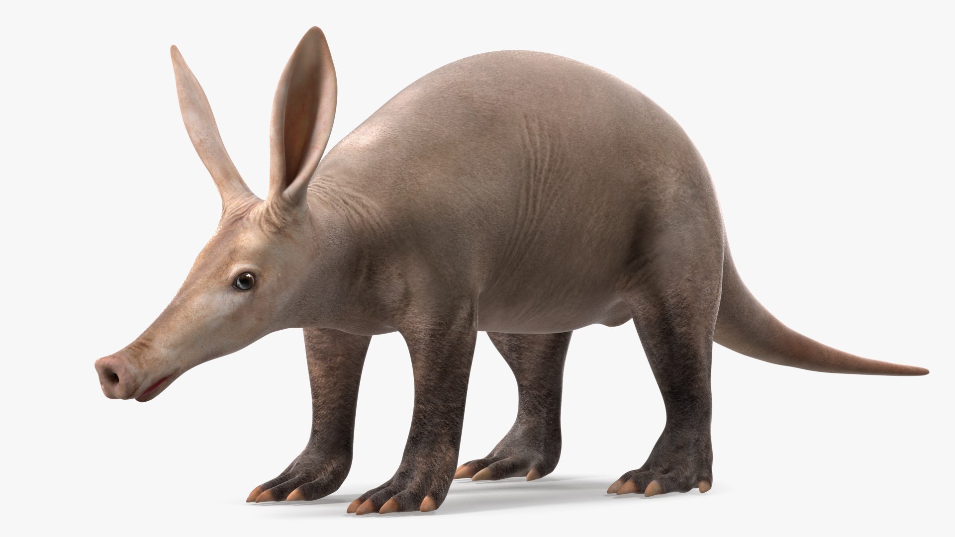 3D Aardvark Basic Pose - TurboSquid 2178362
