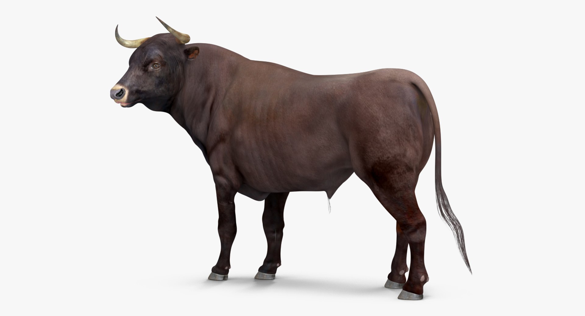 3D Model Bull Standing Pose - TurboSquid 1215642