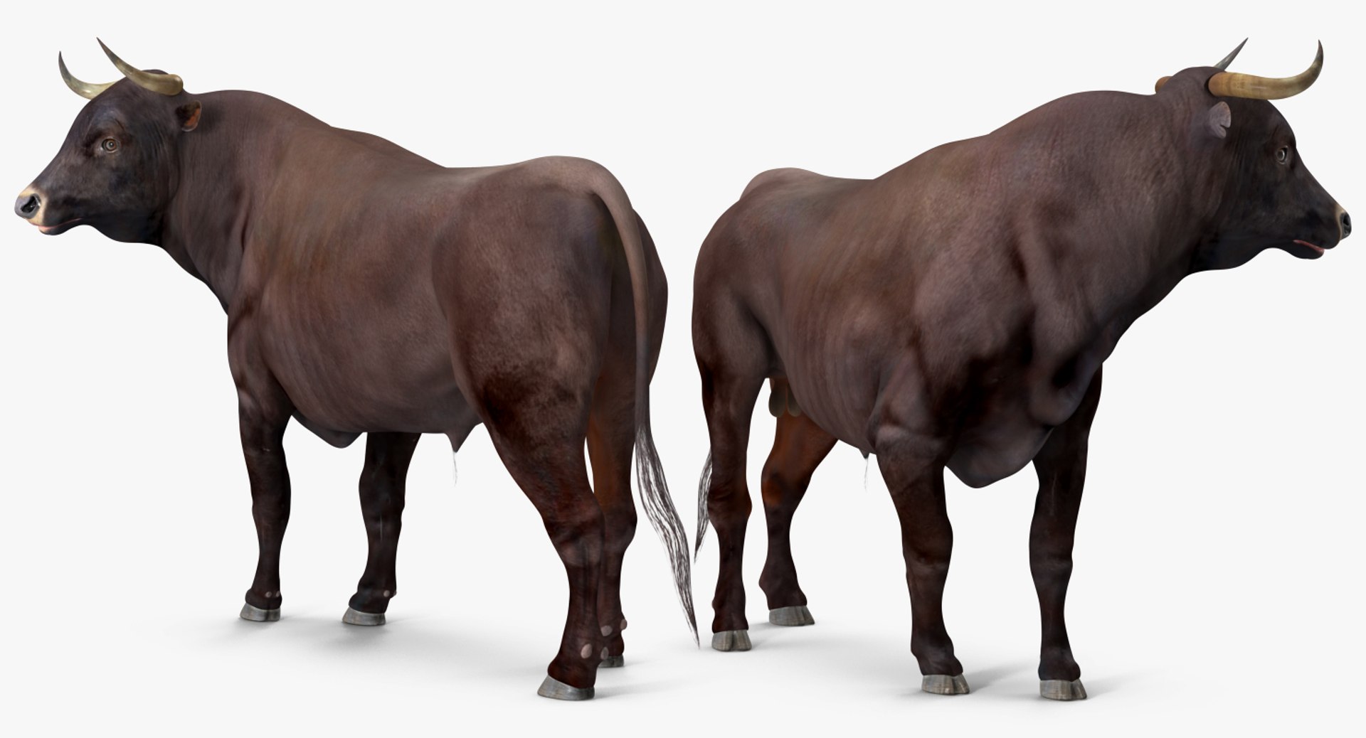 3D Model Bull Standing Pose - TurboSquid 1215642