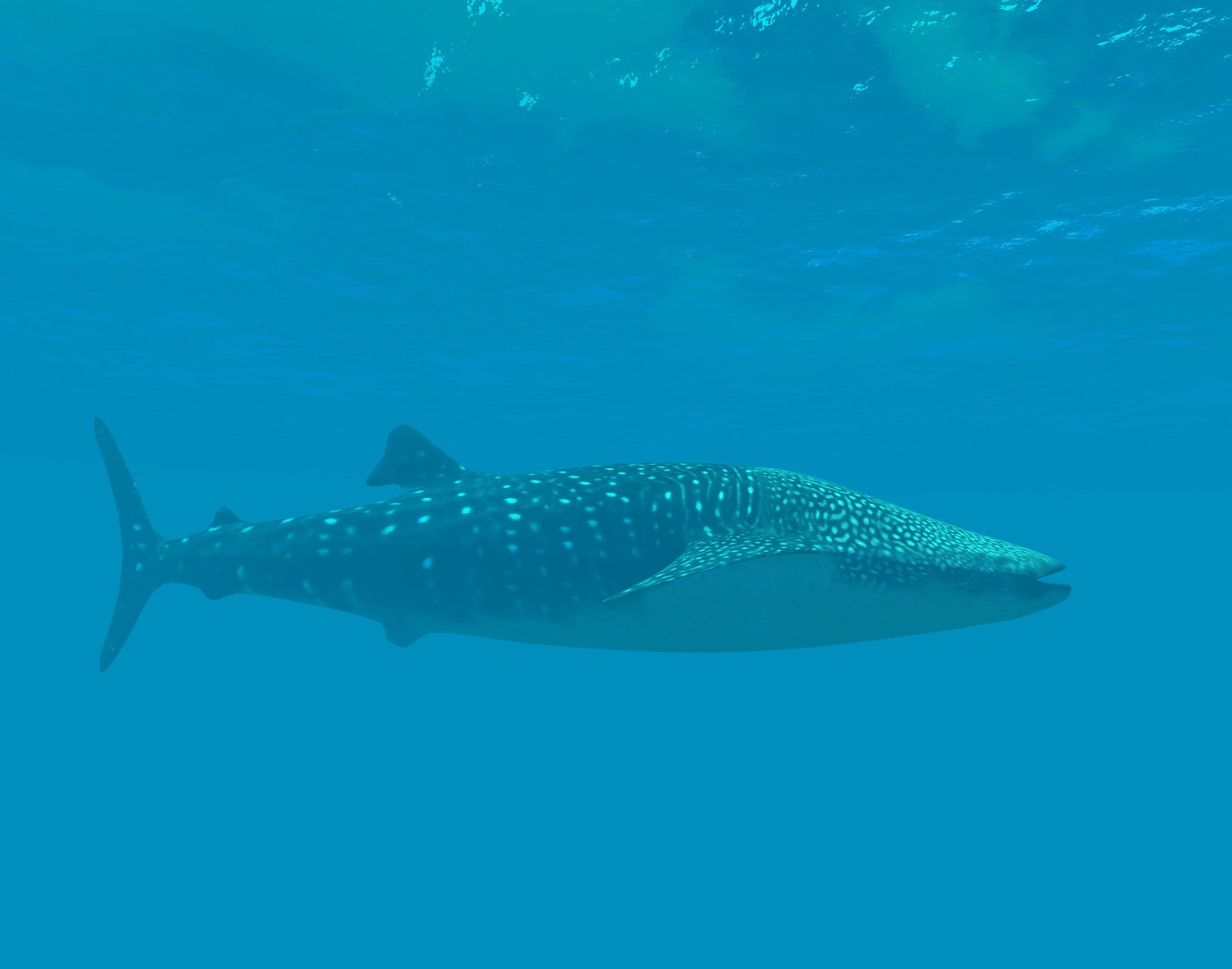 3d Model Of Coral Reef Fish