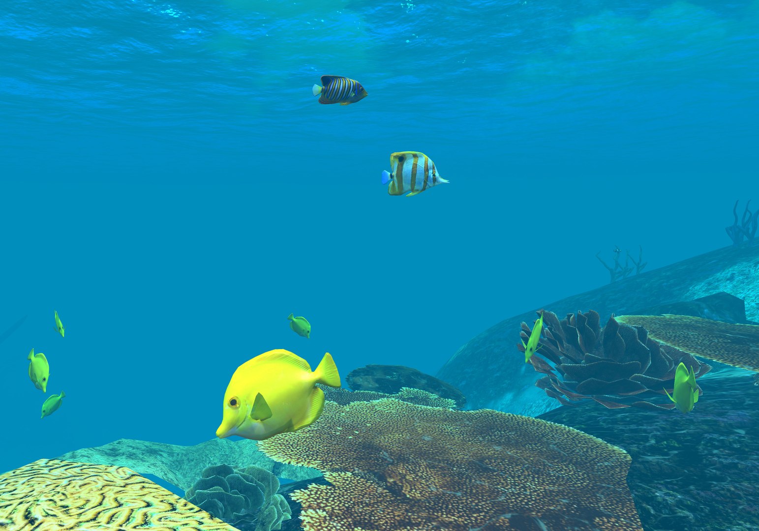3d Model Of Coral Reef Fish