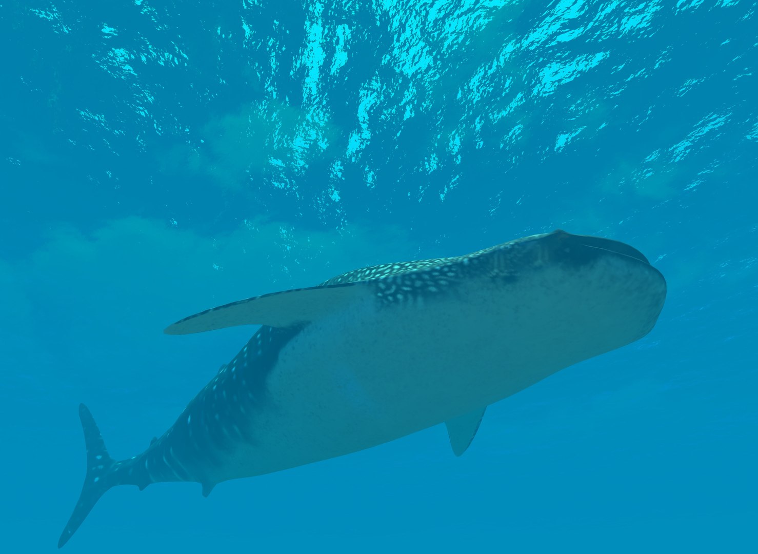 3d Model Of Coral Reef Fish