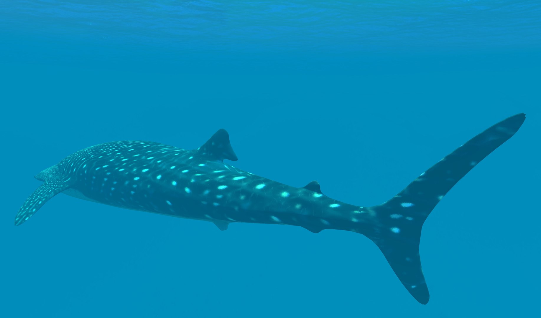 3d Model Of Coral Reef Fish