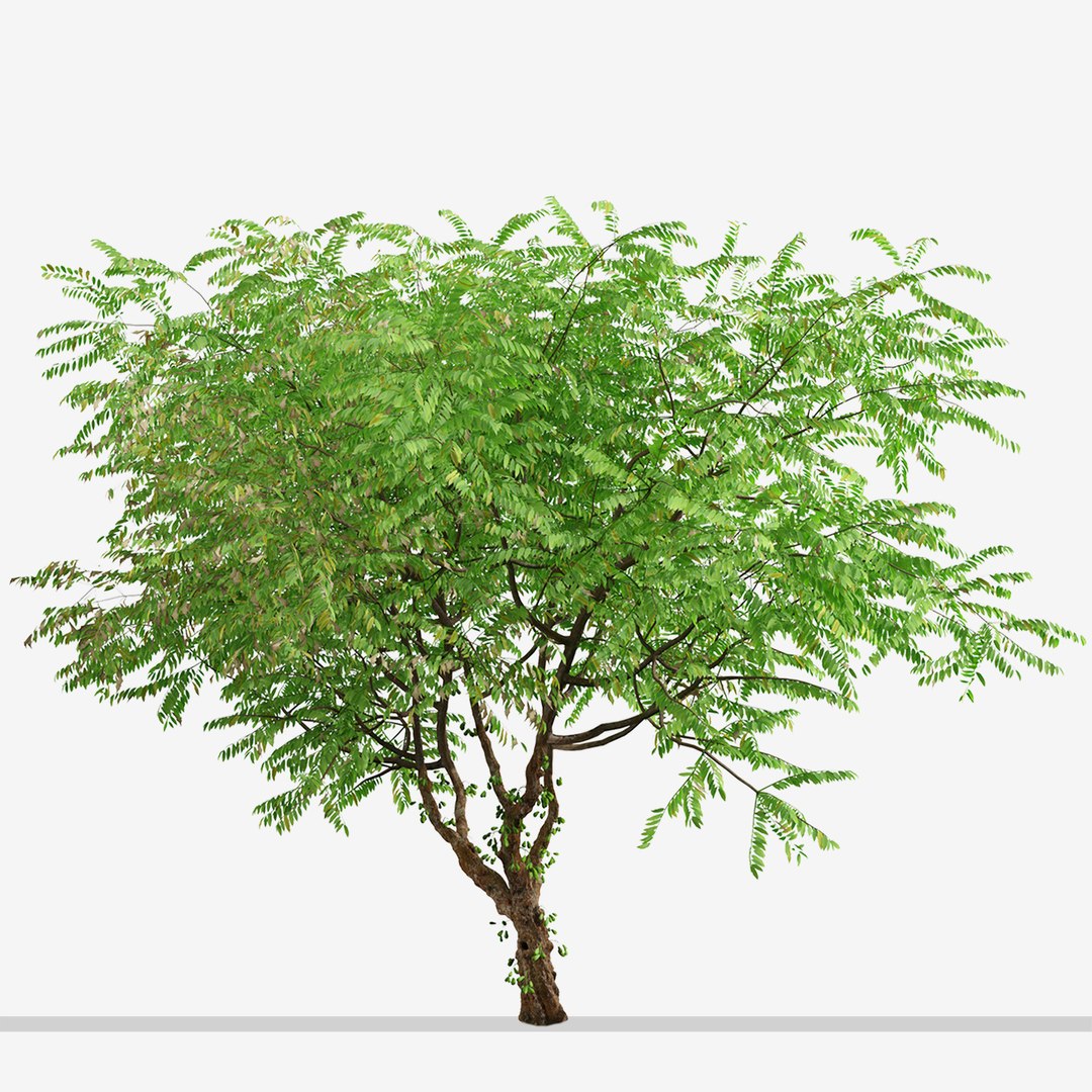 3D Set of Averrhoa bilimbi or Cucumber Tree - 2 Trees - TurboSquid 2000754