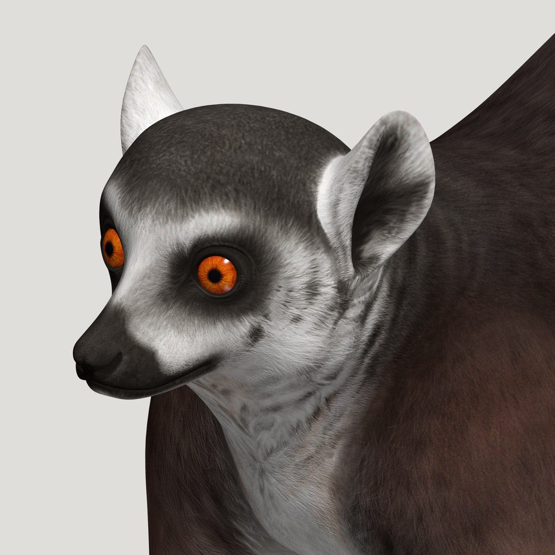 3d lemur model