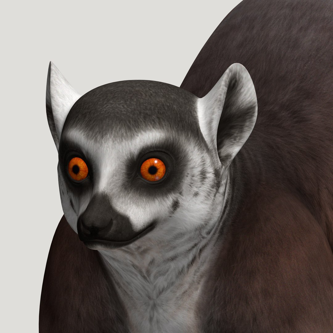 3d lemur model