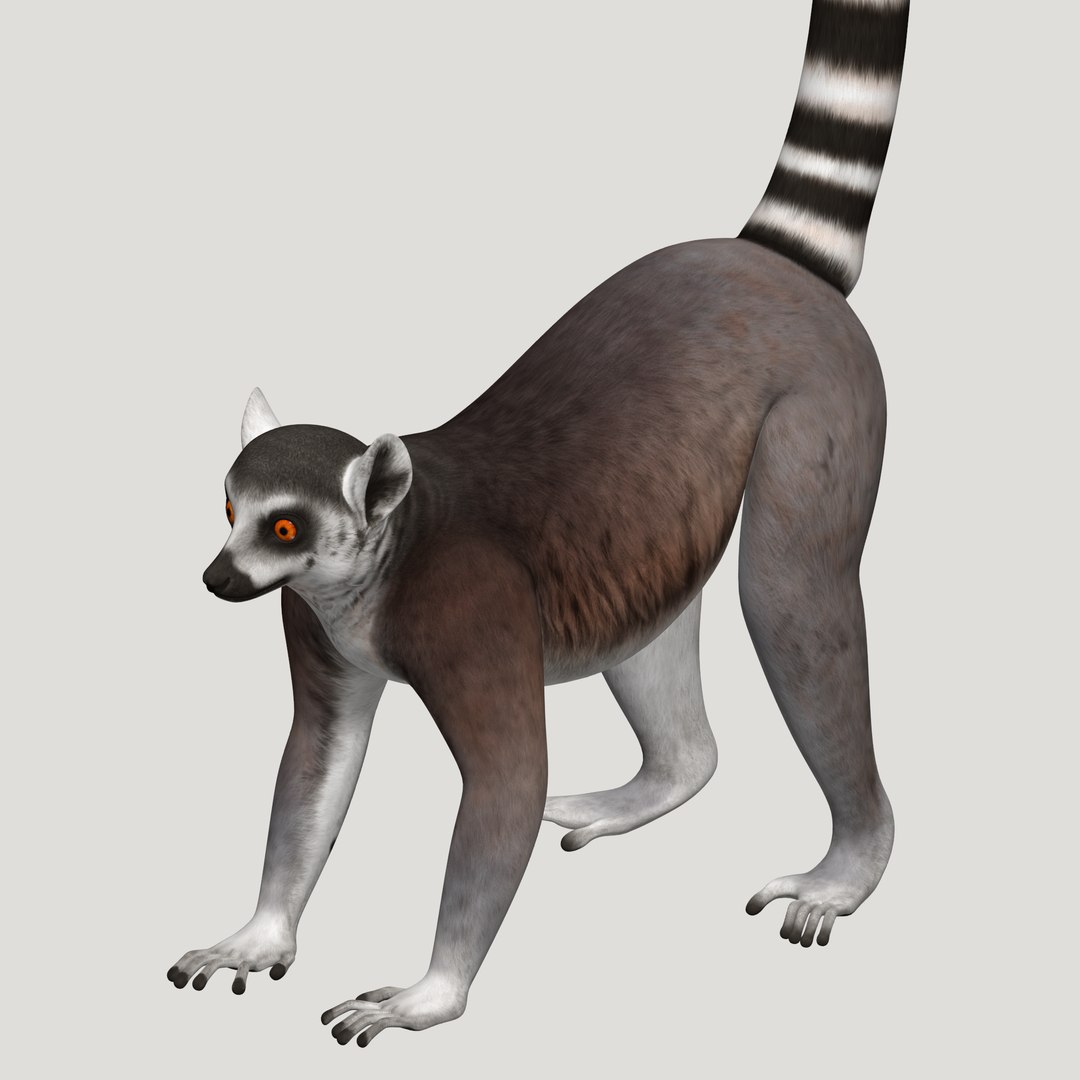 3d lemur model