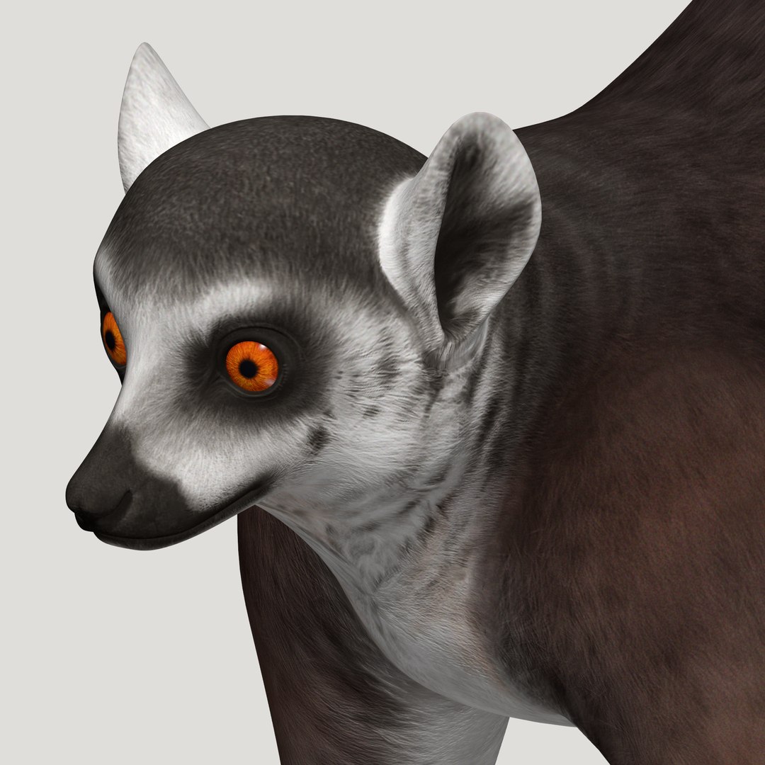 3d lemur model