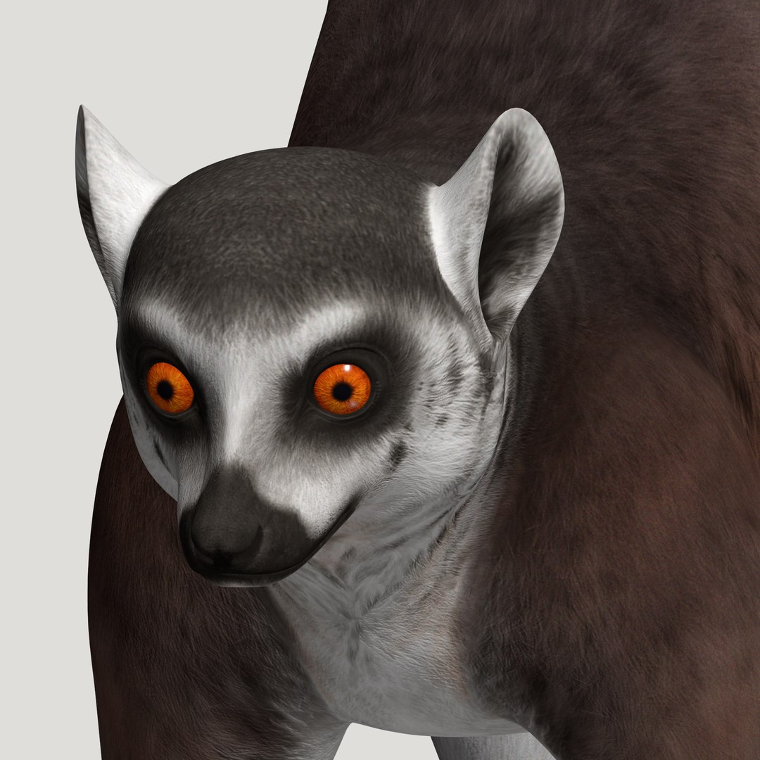 3d lemur model