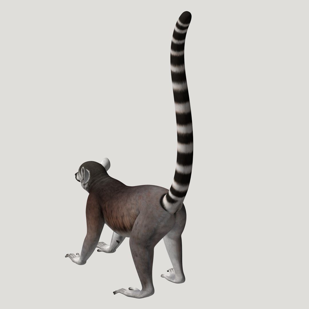 3d lemur model
