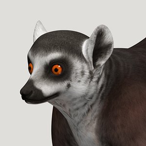 Lemur 3D Models for Download | TurboSquid