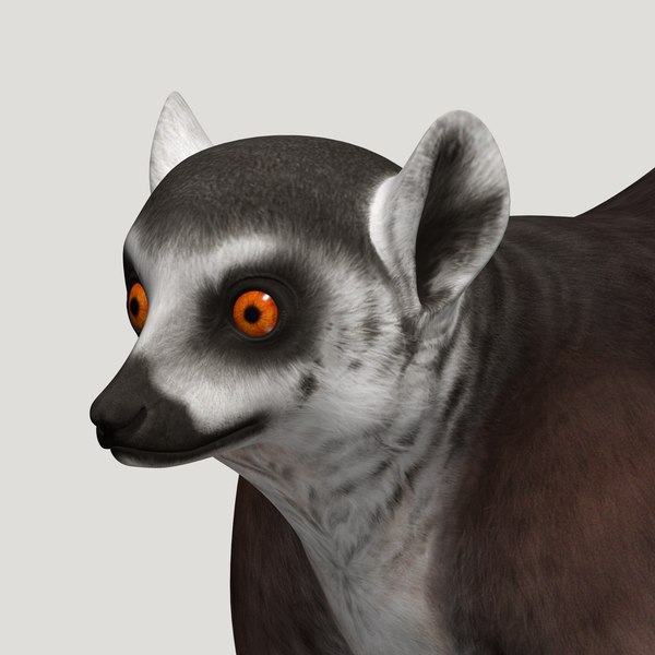 Lemur 3D Models for Download | TurboSquid