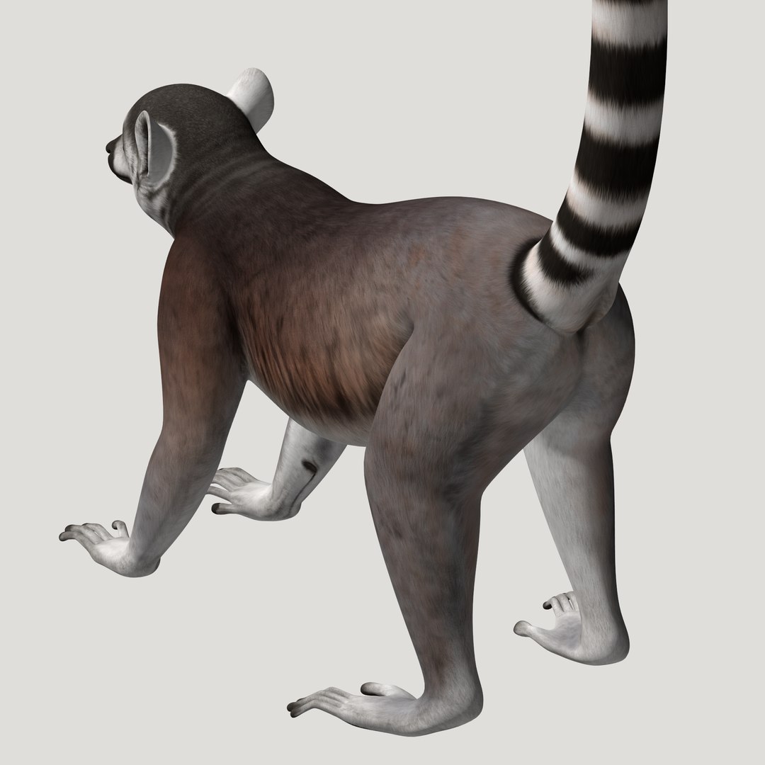 3d lemur model