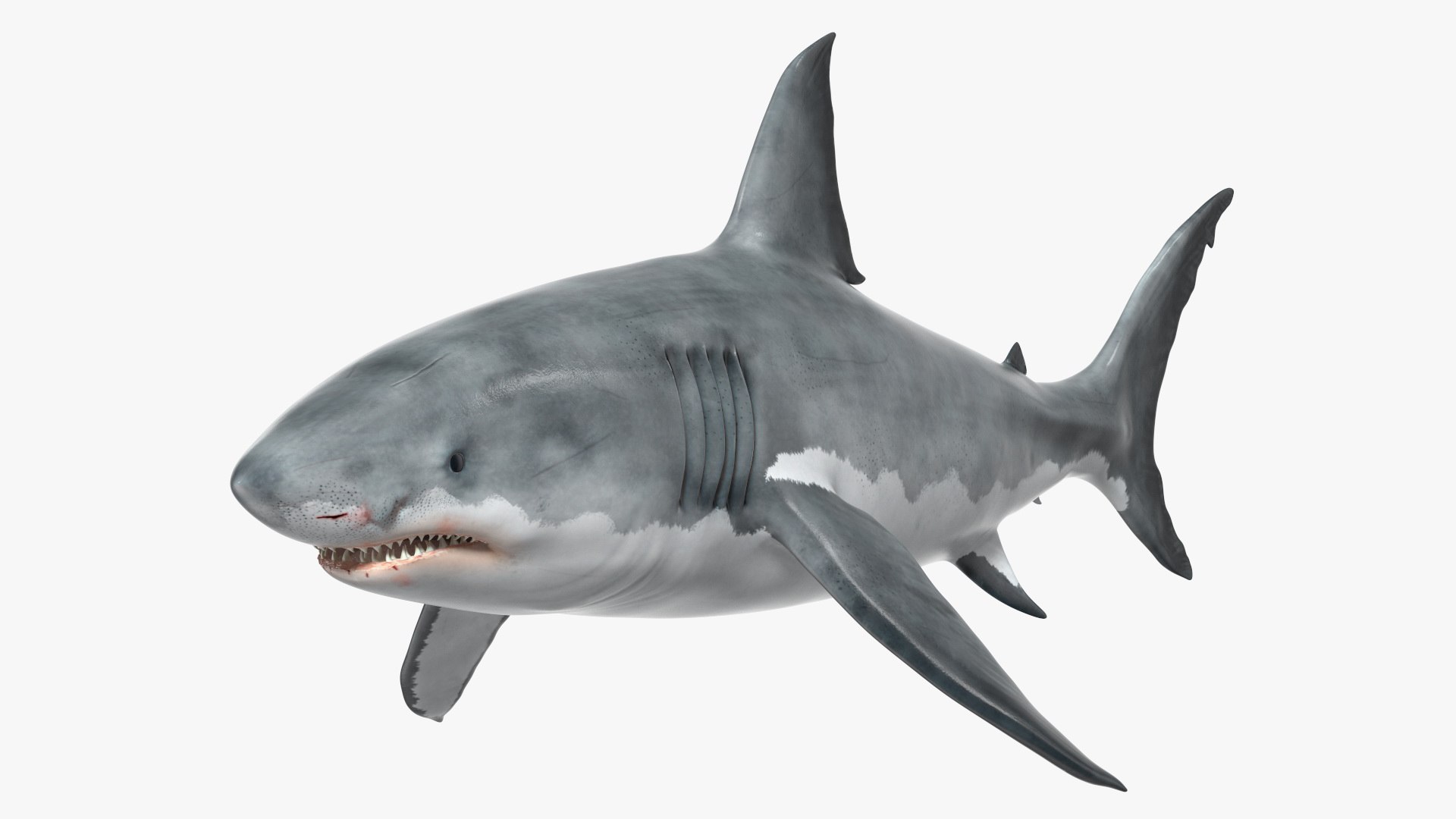Great White Shark Blood Stained Rigged For Cinema 4D 3D Model ...