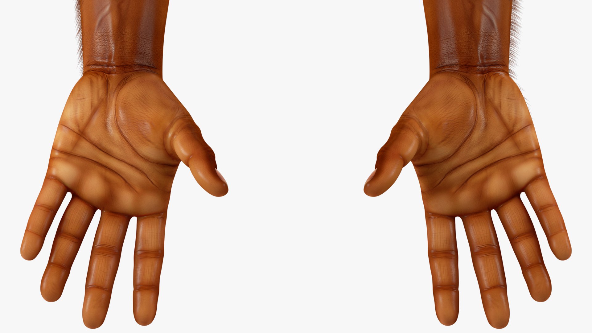 Realistic Human Male Hands Fur 3D Model - TurboSquid 2384498