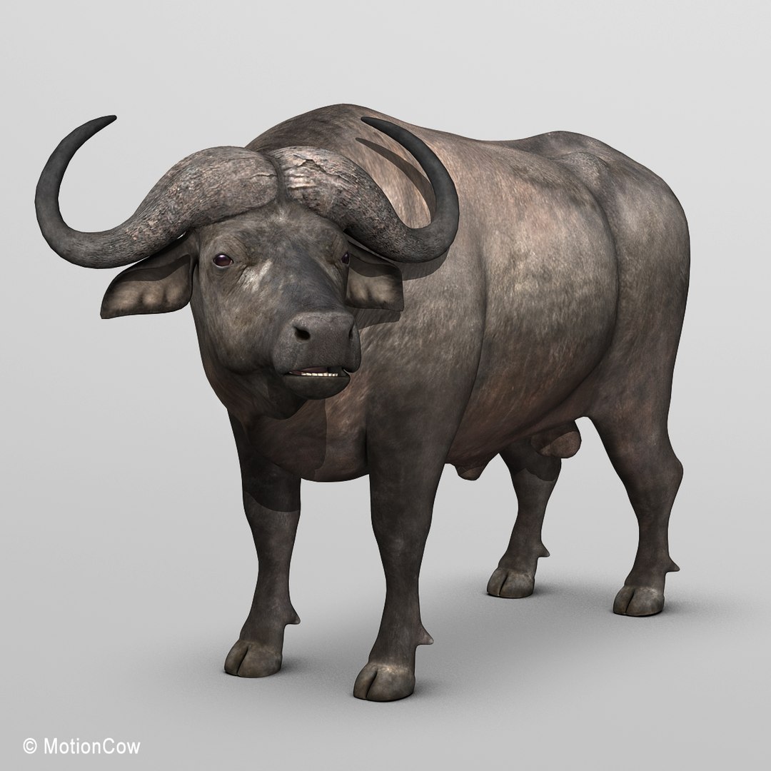 Realistic Cape 3d Max