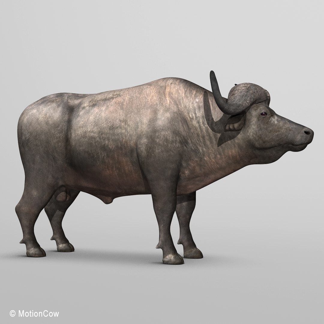 Realistic Cape 3d Max