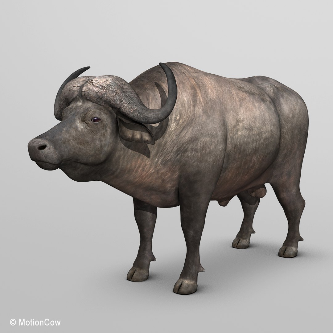 Realistic Cape 3d Max