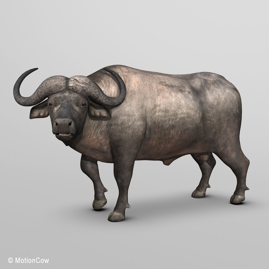 Realistic Cape 3d Max