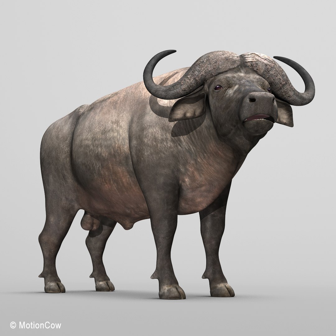 Realistic Cape 3d Max