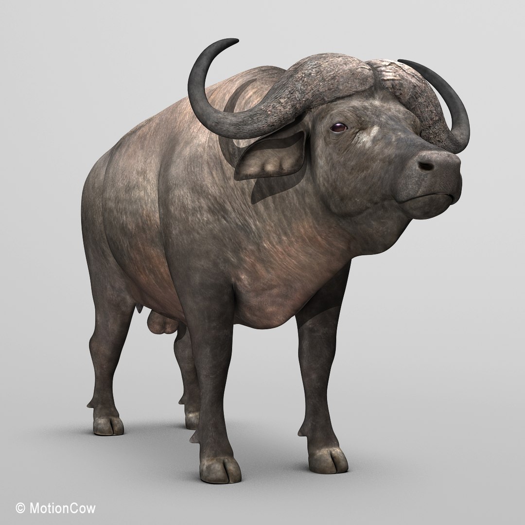 Realistic Cape 3d Max