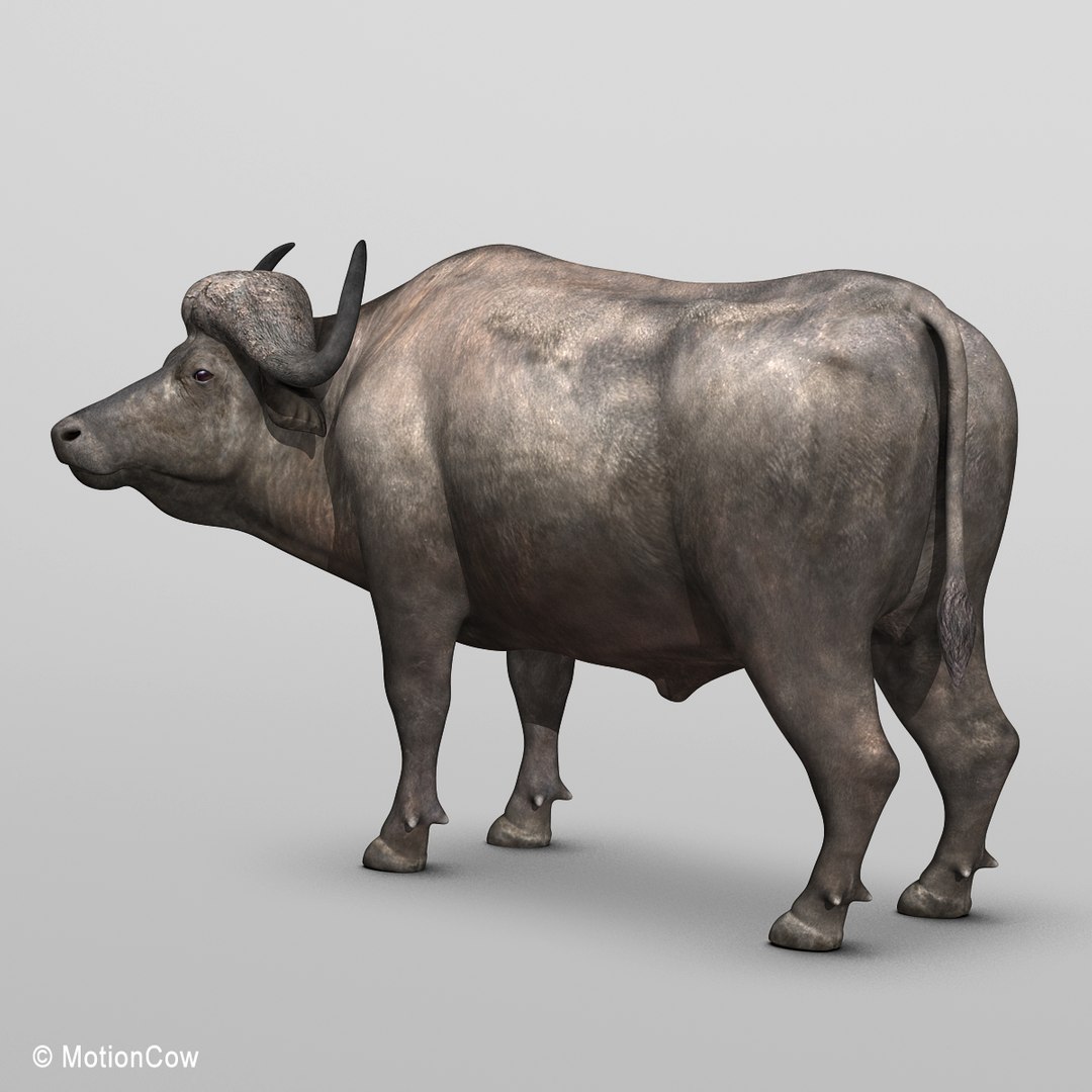 Realistic Cape 3d Max