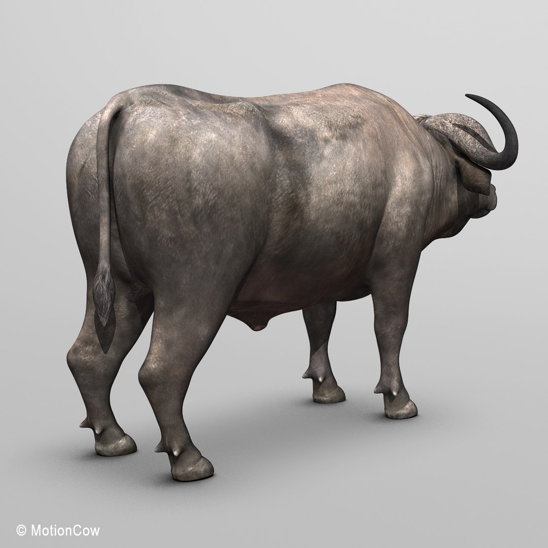 Realistic Cape 3d Max