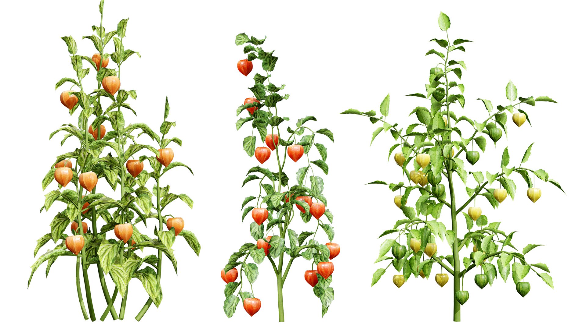 3D Physalis Genus Plant 3D Model Model - TurboSquid 2469115