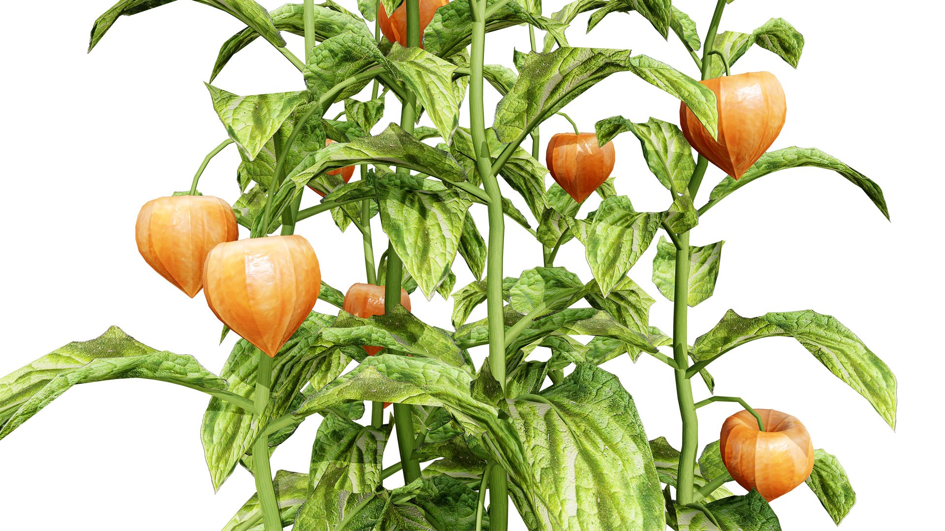 3D Physalis Genus Plant 3D Model Model - TurboSquid 2469115