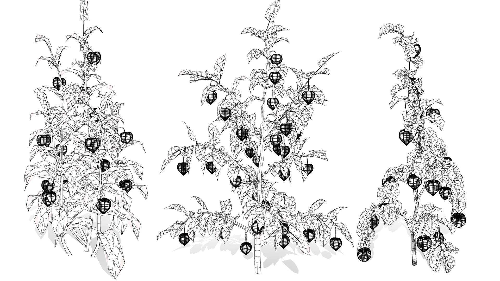 3D Physalis Genus Plant 3D Model Model - TurboSquid 2469115