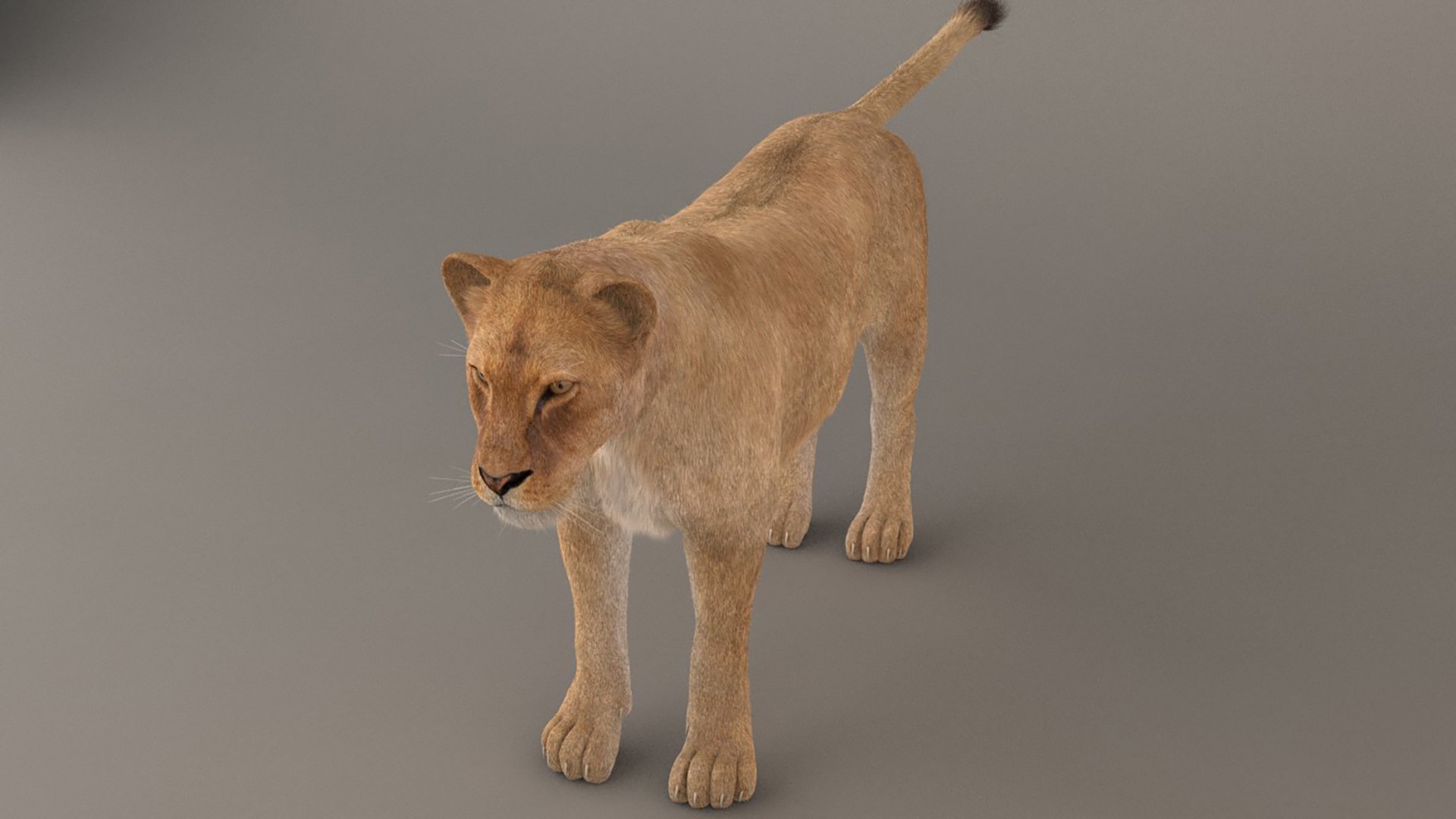 Lioness Fur Model - TurboSquid 1433475