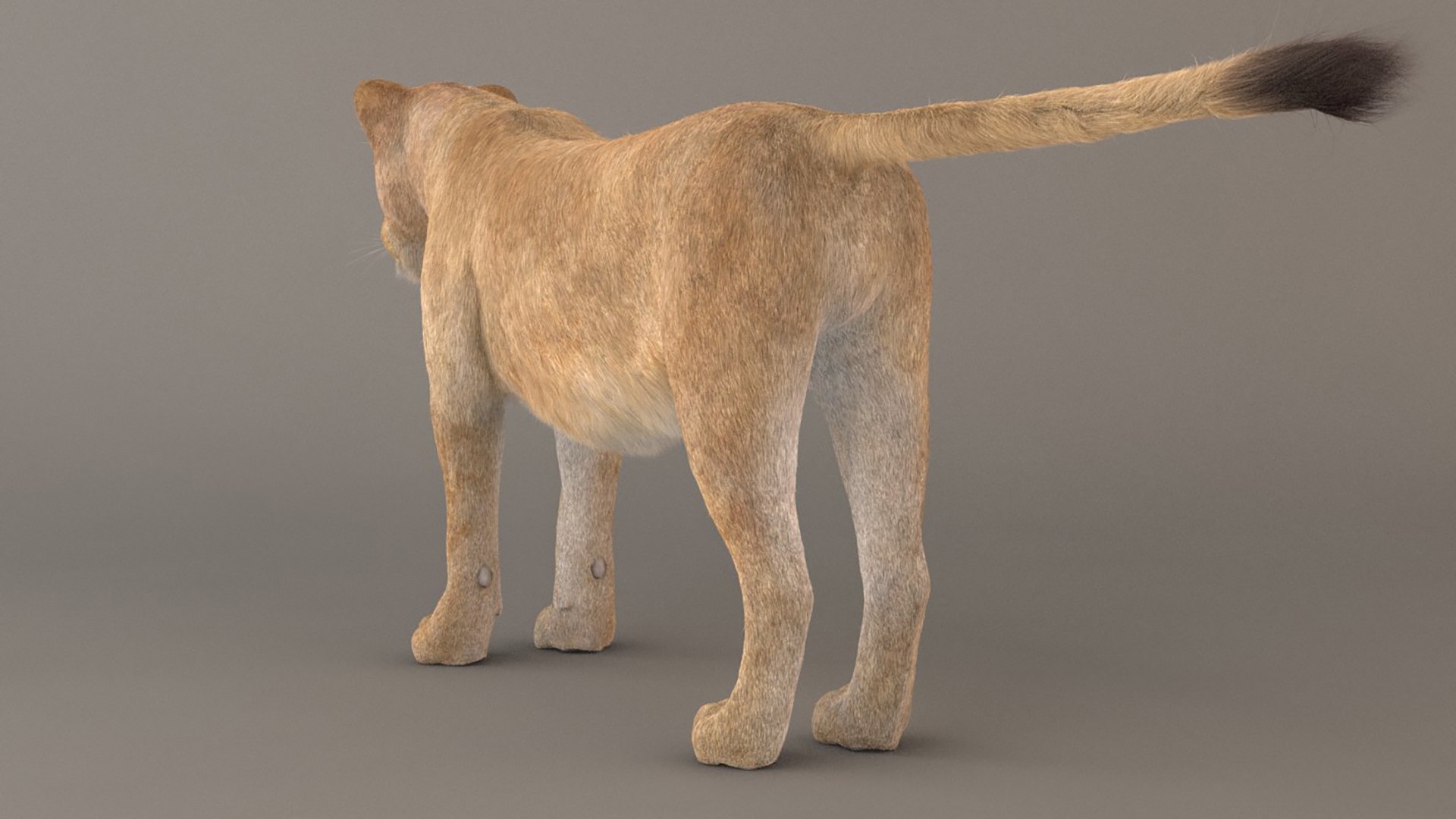 Lioness Fur Model - TurboSquid 1433475