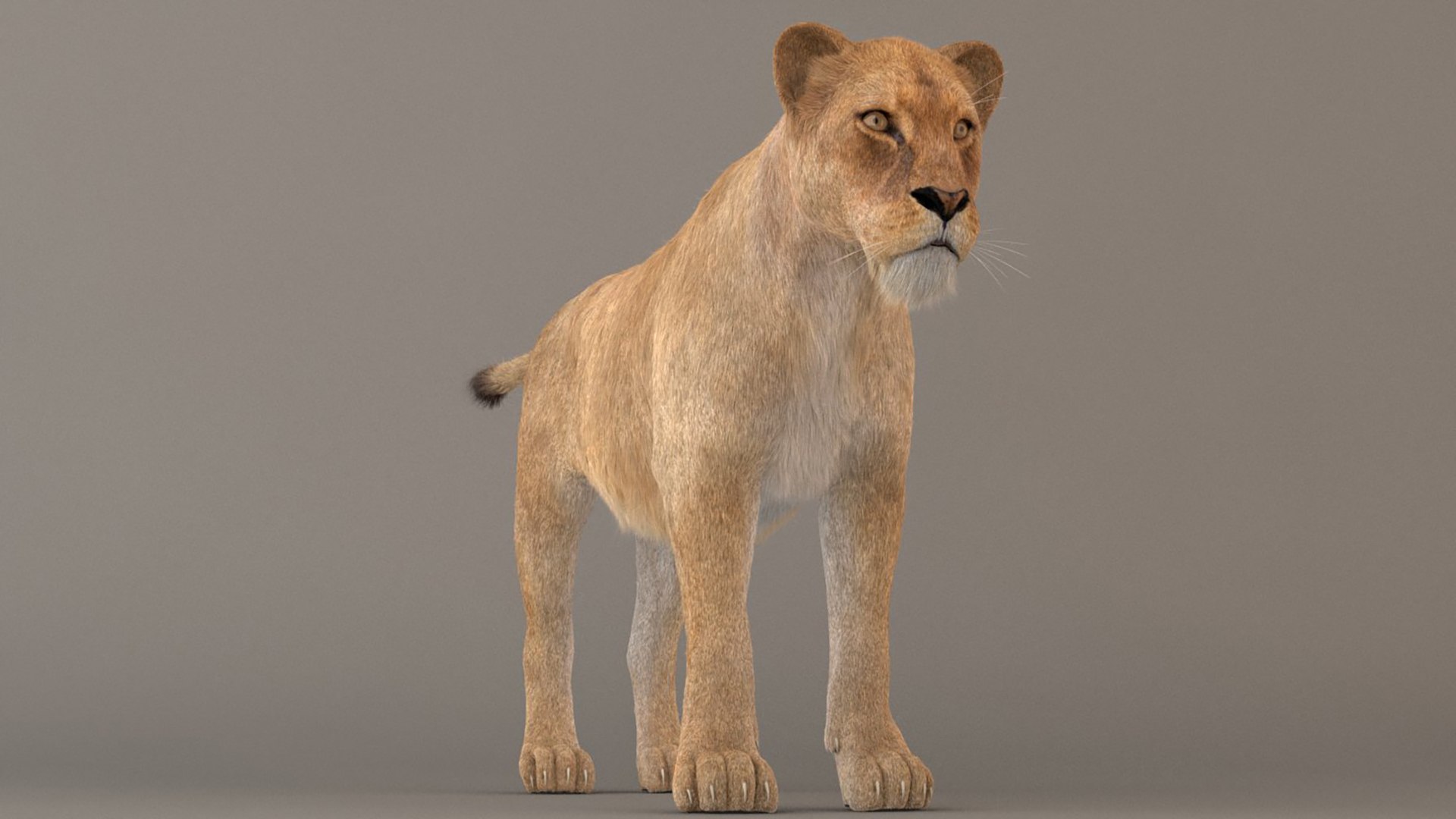 Lioness Fur Model - TurboSquid 1433475
