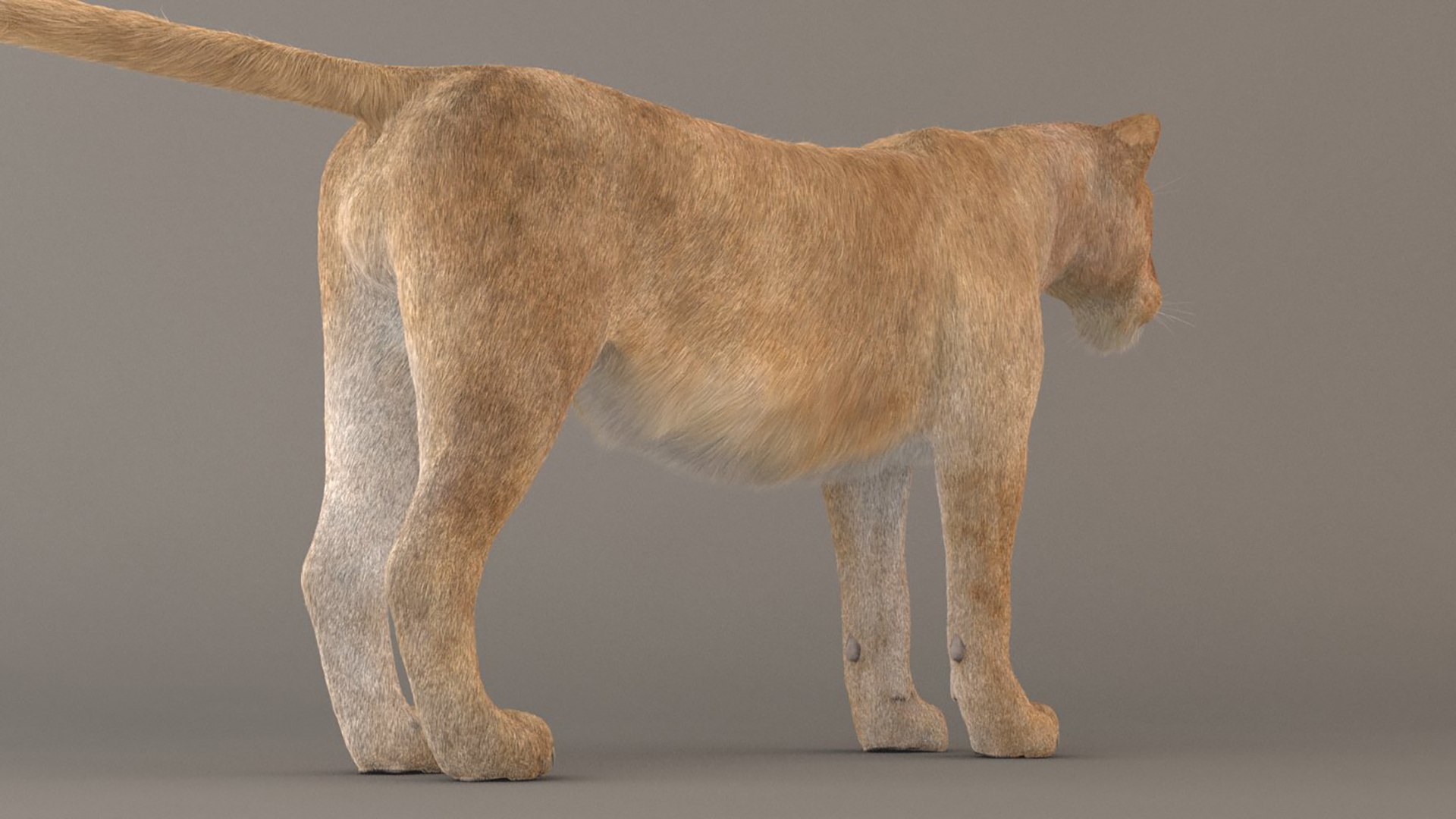 Lioness Fur Model - TurboSquid 1433475