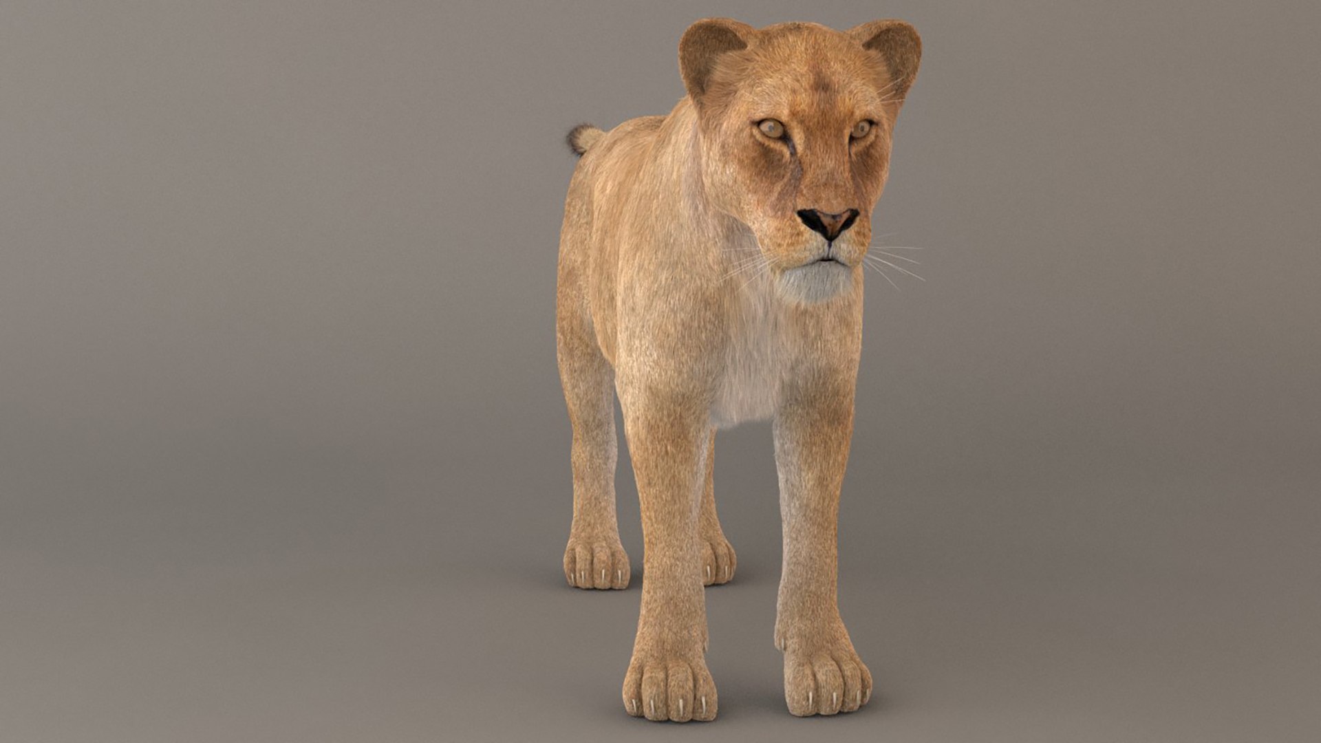 Lioness Fur Model - TurboSquid 1433475