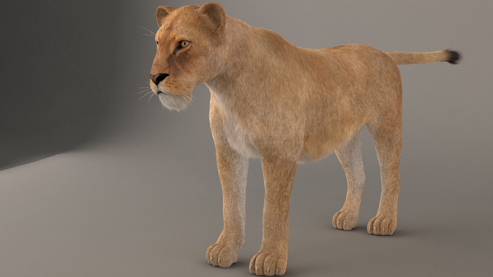 Lioness Fur Model - TurboSquid 1433475