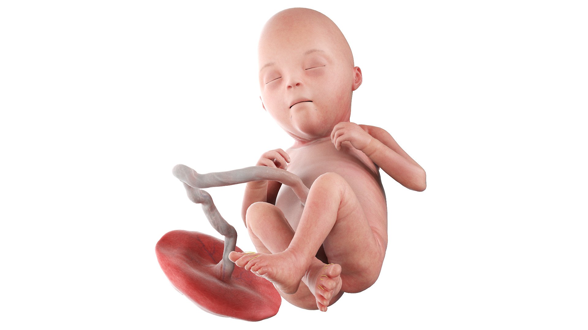 3D Model Fetus Anatomy Week 22 Static - TurboSquid 1838139